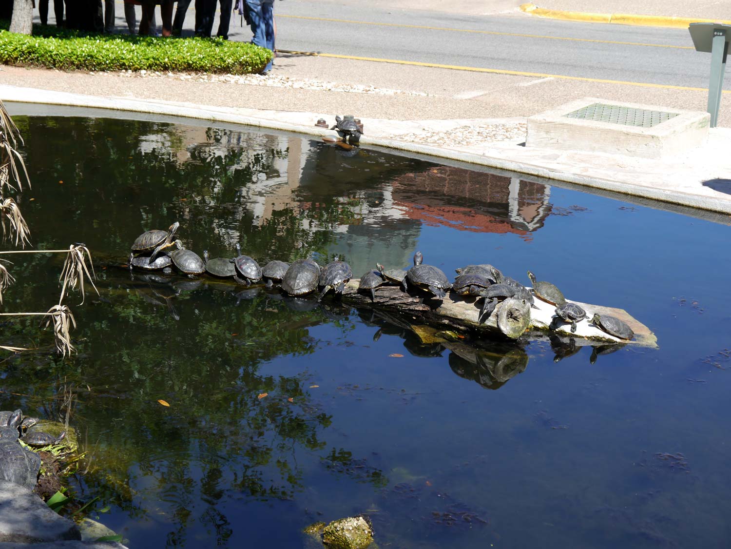 2017: Austin, Hook'em Horns!